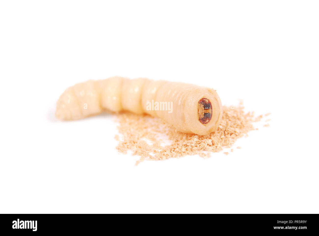 Larva bark beetle (Scolytinae). Larva of Bark beetles legless isolated ...