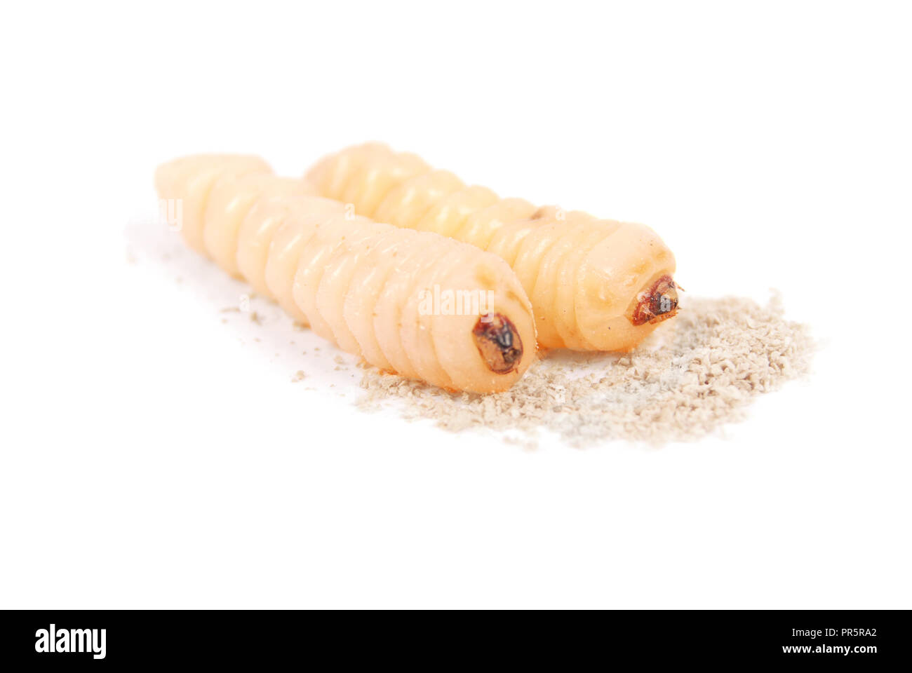 Larva bark beetle (Scolytinae). Larva of Bark beetles legless isolated ...