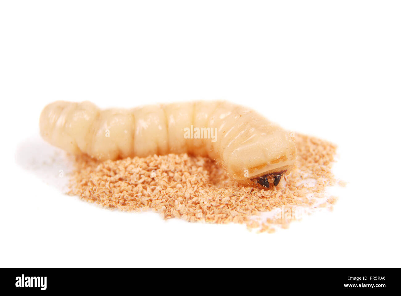 Larva bark beetle (Scolytinae). Larva of Bark beetles legless isolated ...
