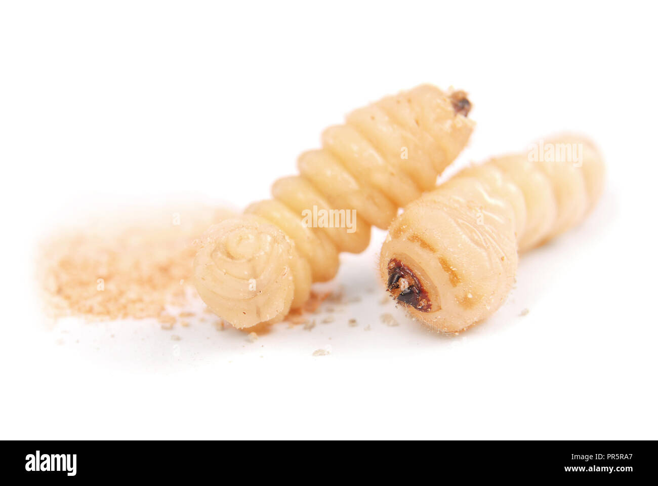 Larva bark beetle (Scolytinae). Larva of Bark beetles legless isolated ...