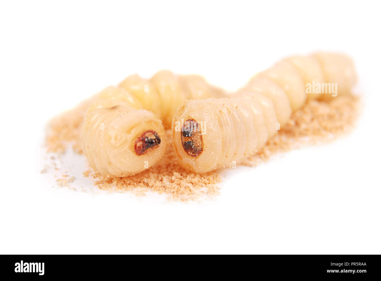 Larva bark beetle (Scolytinae). Larva of Bark beetles legless isolated ...