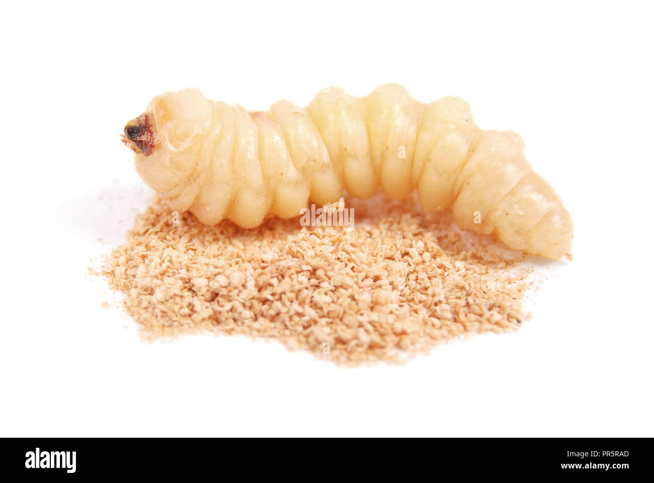 Larva bark beetle (Scolytinae). Larva of Bark beetles legless isolated ...
