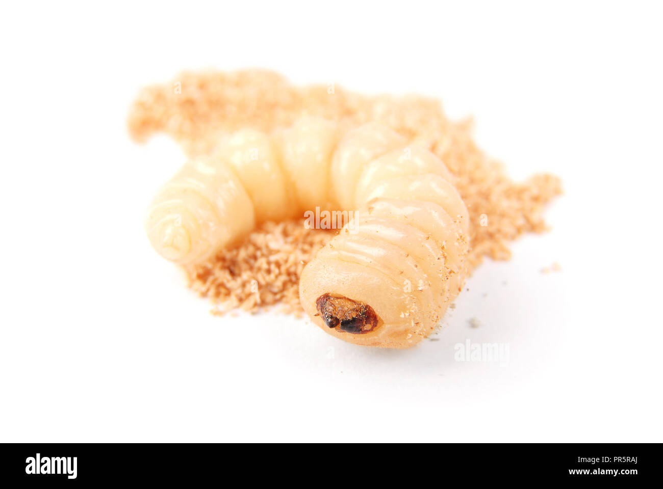 Larva bark beetle (Scolytinae). Larva of Bark beetles legless isolated ...