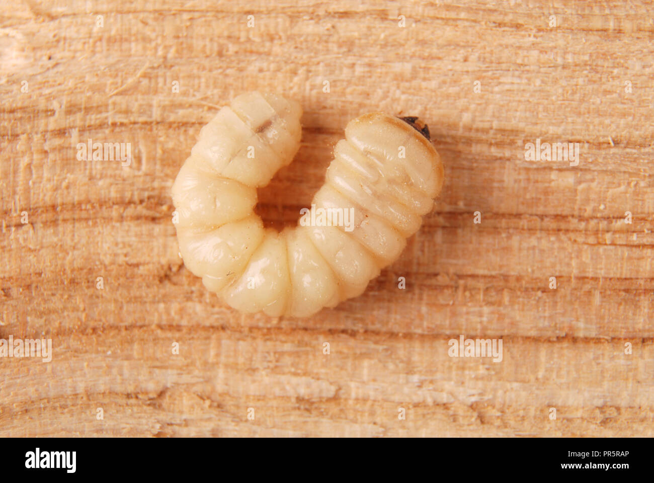 Larva bark beetle (Scolytinae). Larva of Bark beetles legless on wood ...