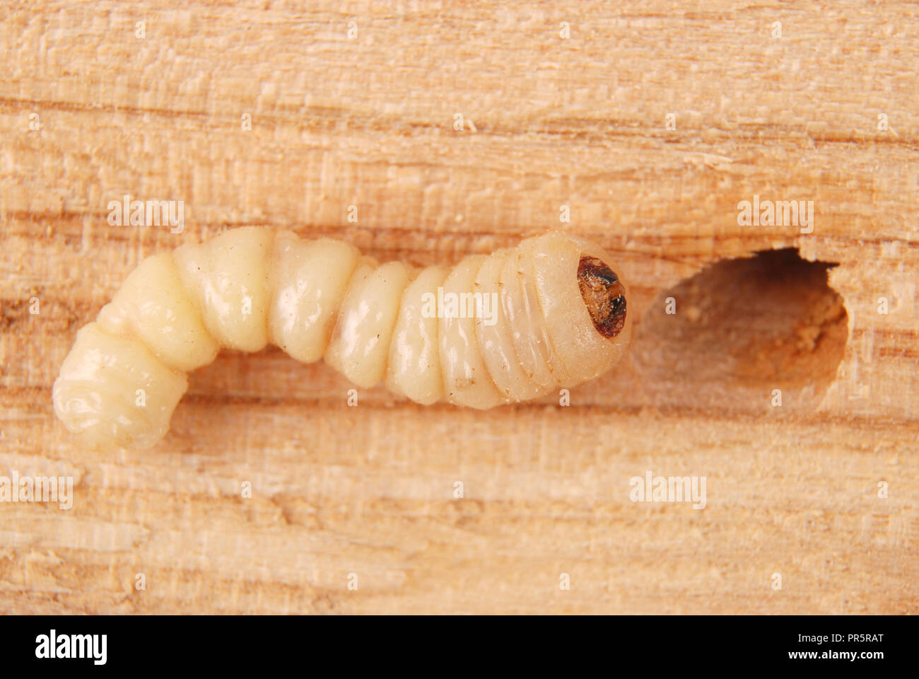 Larva bark beetle (Scolytinae). Larva of Bark beetles legless on wood ...