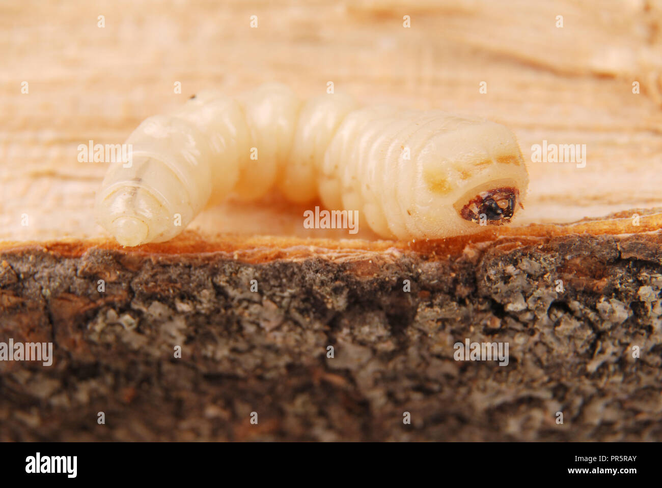 Larva bark beetle (Scolytinae). Larva of Bark beetles legless on wood ...