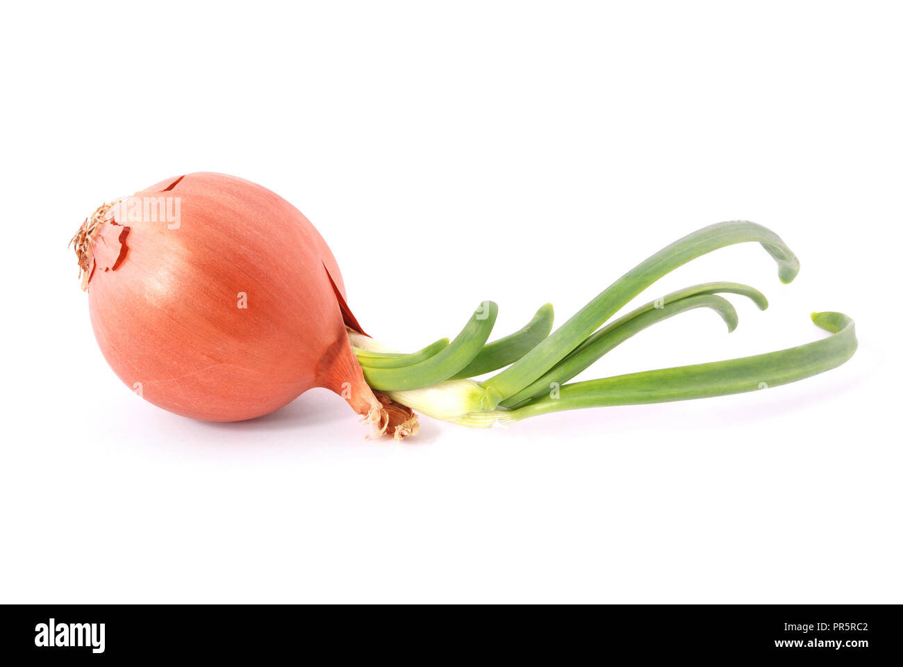 One onion hi-res stock photography and images - Alamy