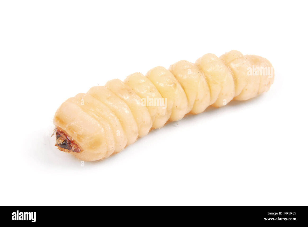 Larva bark beetle (Scolytinae). Larva of Bark beetles legless isolated ...