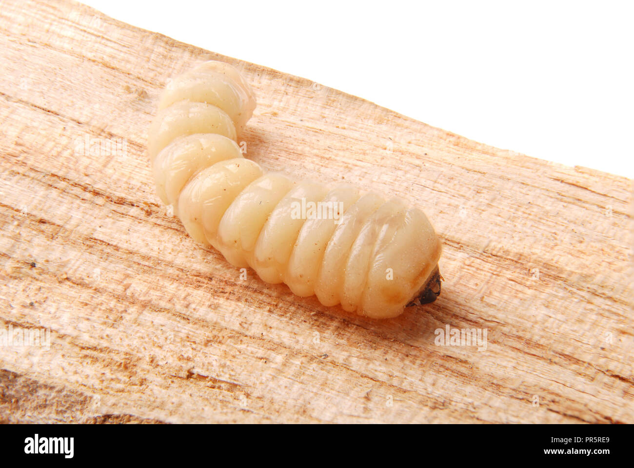 Larva bark beetle (Scolytinae). Larva of Bark beetles legless on wood ...