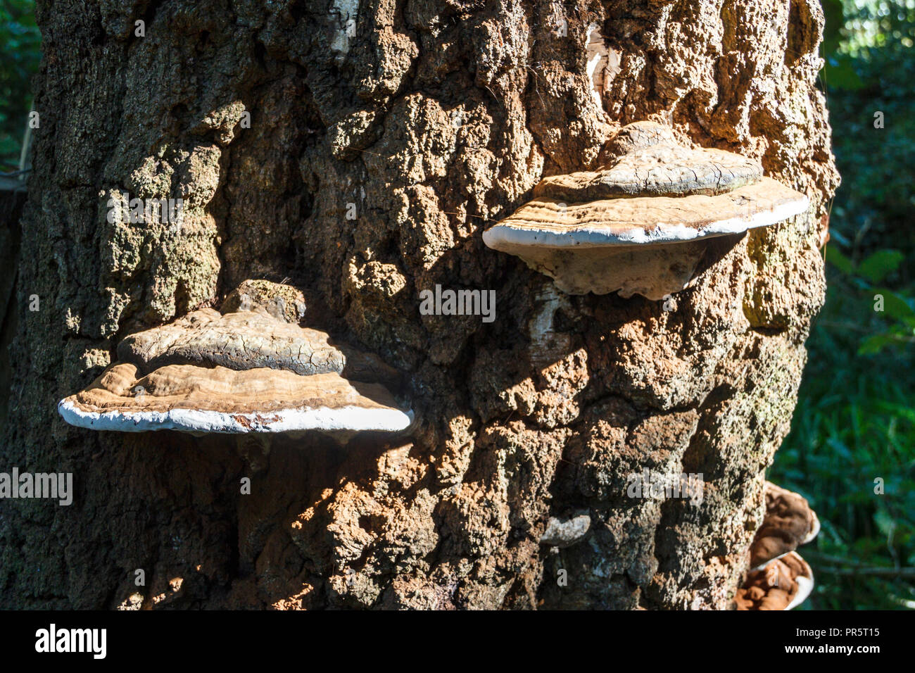 Bracket fungus on oak hi-res stock photography and images - Alamy