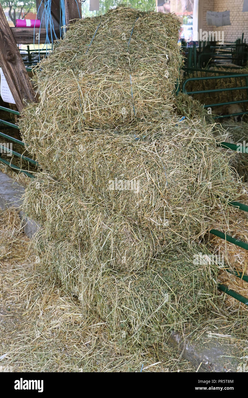 Dry hay stacks inside agricultural farm enclosure using as food for ...
