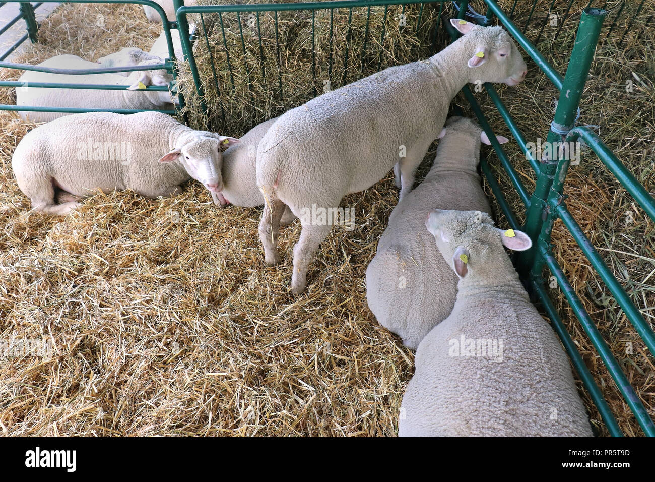 Young white sheep laying on hay stack inside farm enclosure Stock Photo ...
