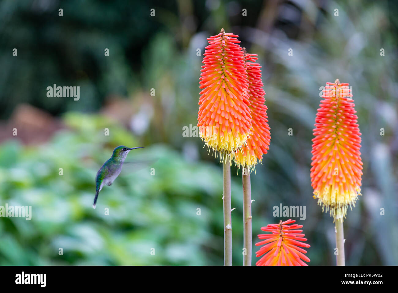 Vegetable hummingbird plant hi-res stock photography and images - Alamy