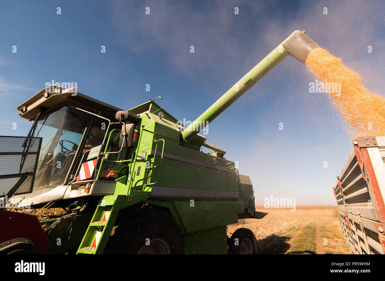 Pouring corn grain into tractor trailer after harvest at field Stock ...