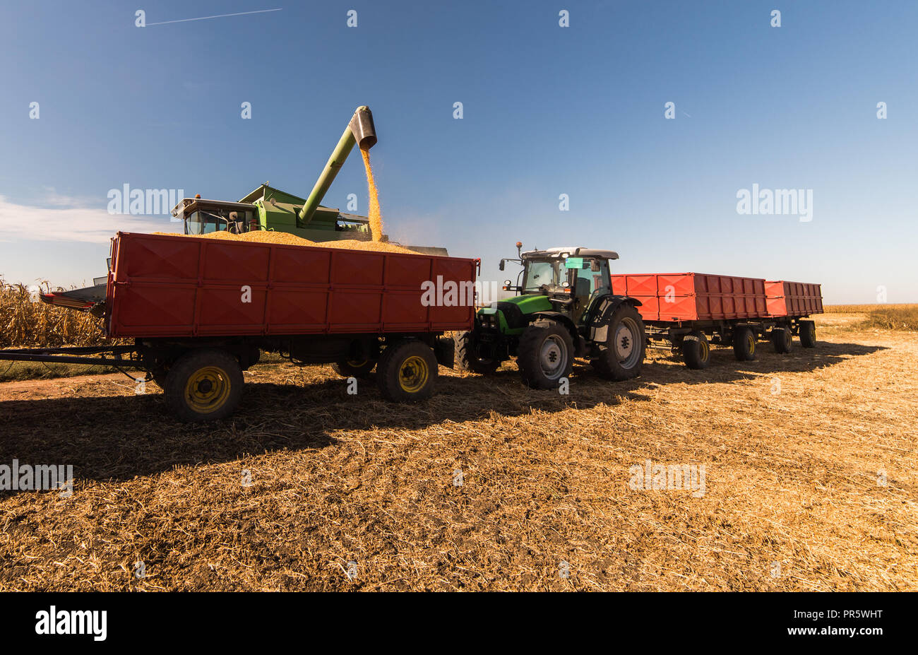 Pouring corn grain into tractor trailer after harvest at field Stock ...
