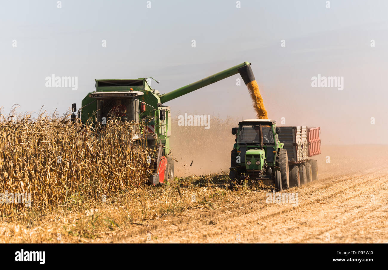 Pouring corn grain into tractor trailer after harvest at field Stock ...