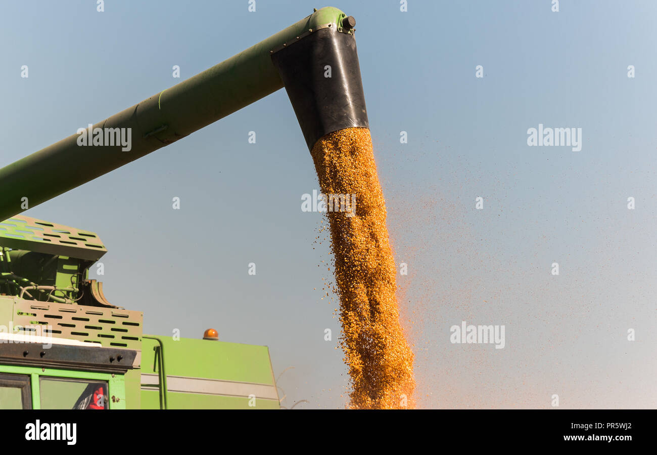 Pouring corn grain into tractor trailer after harvest at field Stock ...