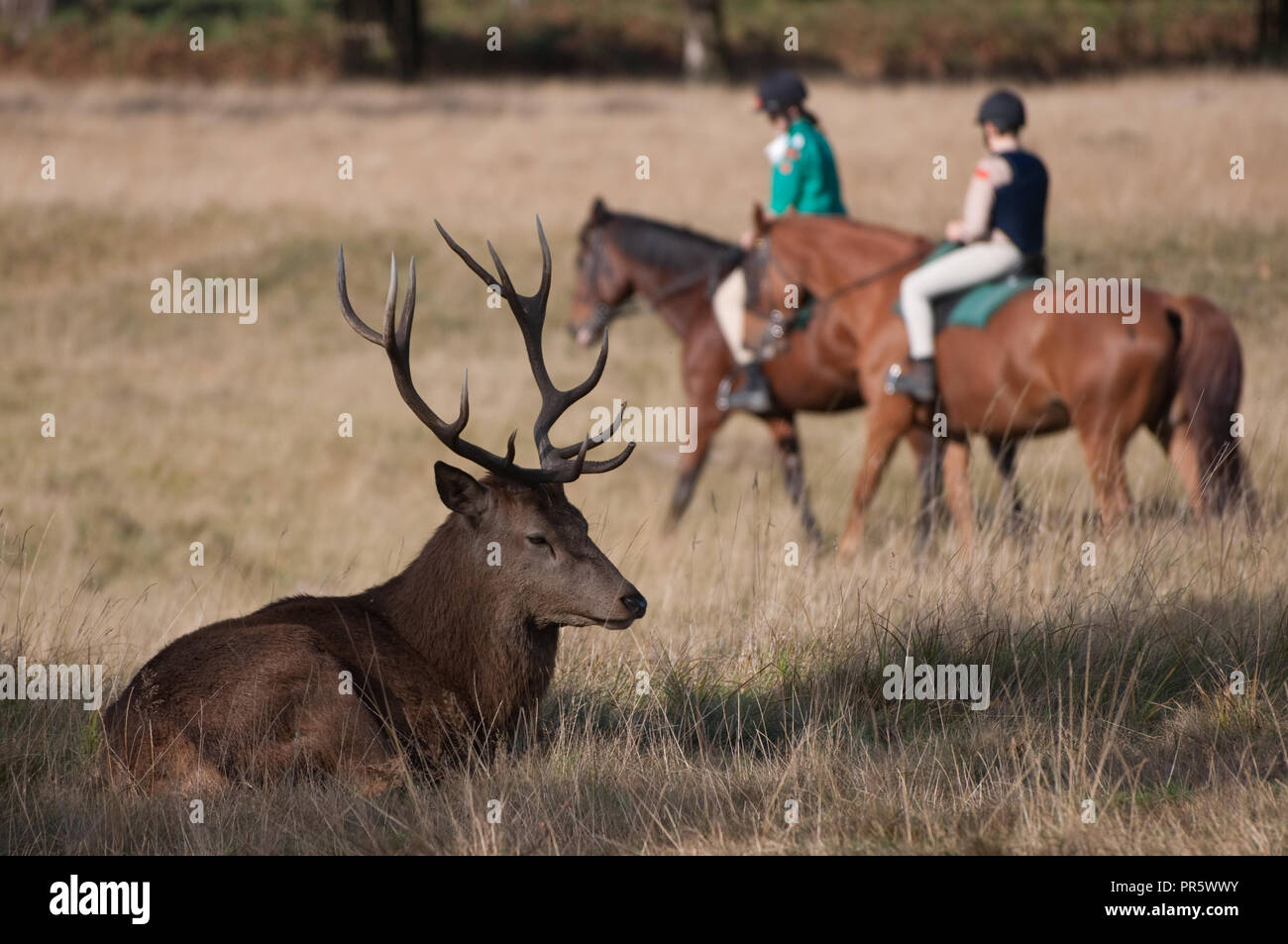 Roaring horse hi-res stock photography and images - Alamy