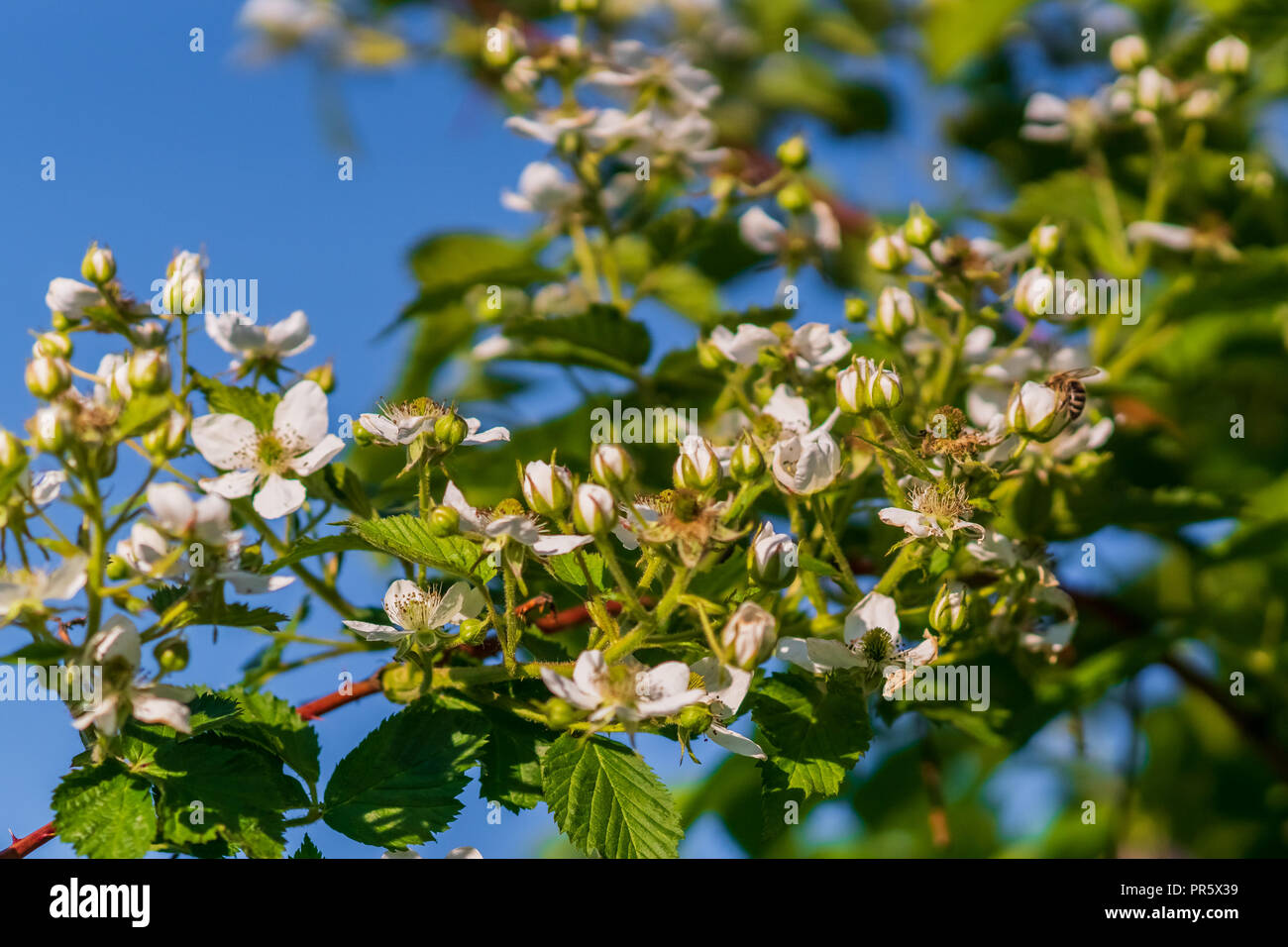 The view of blooming raspberries bush with white flowers under blue sky ...