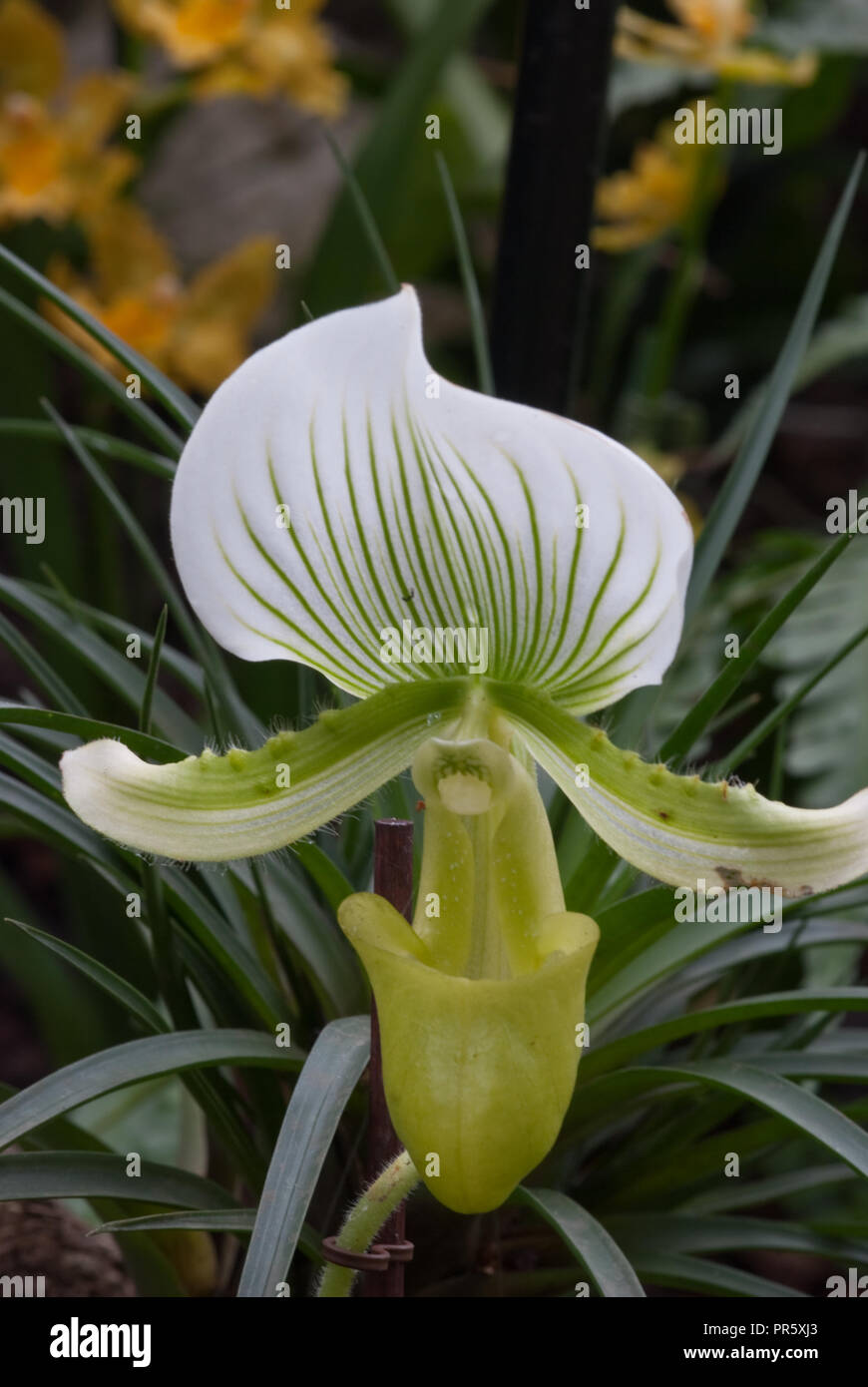 Bilateral symmetry hi-res stock photography and images - Alamy