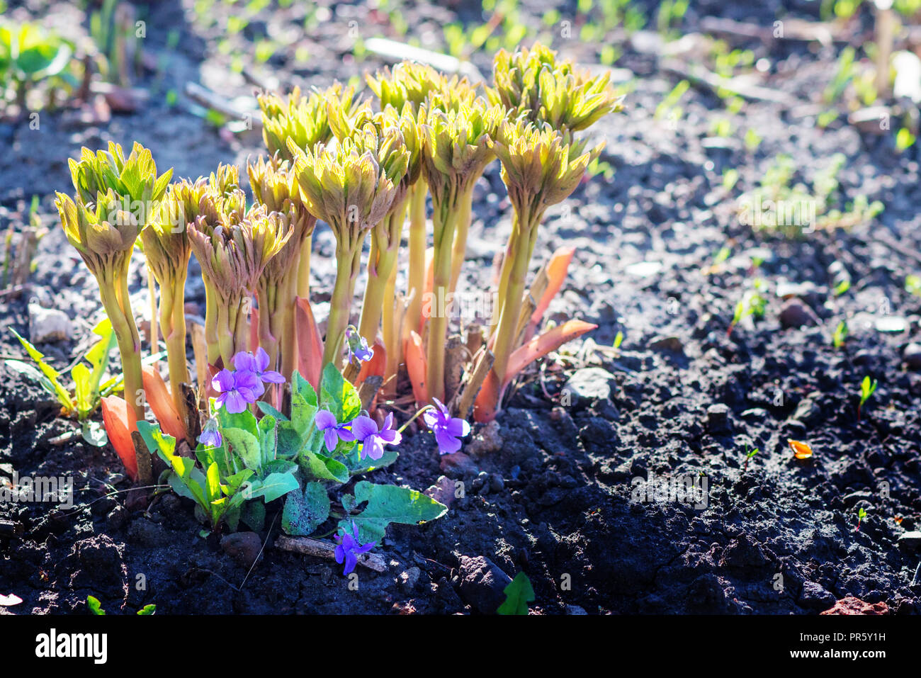 Blue violets hi-res stock photography and images - Alamy
