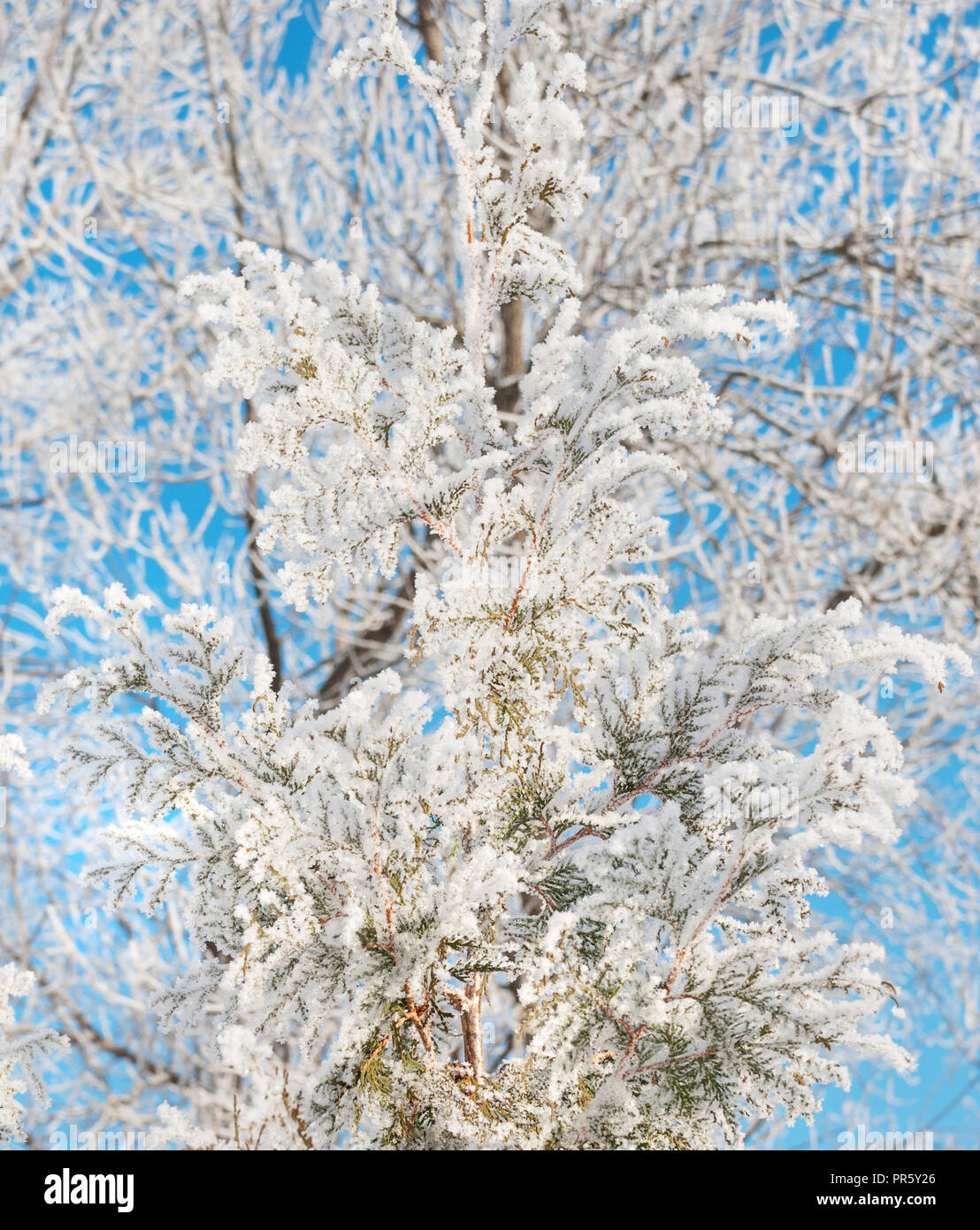Frost covered tree against clear hi-res stock photography and images ...