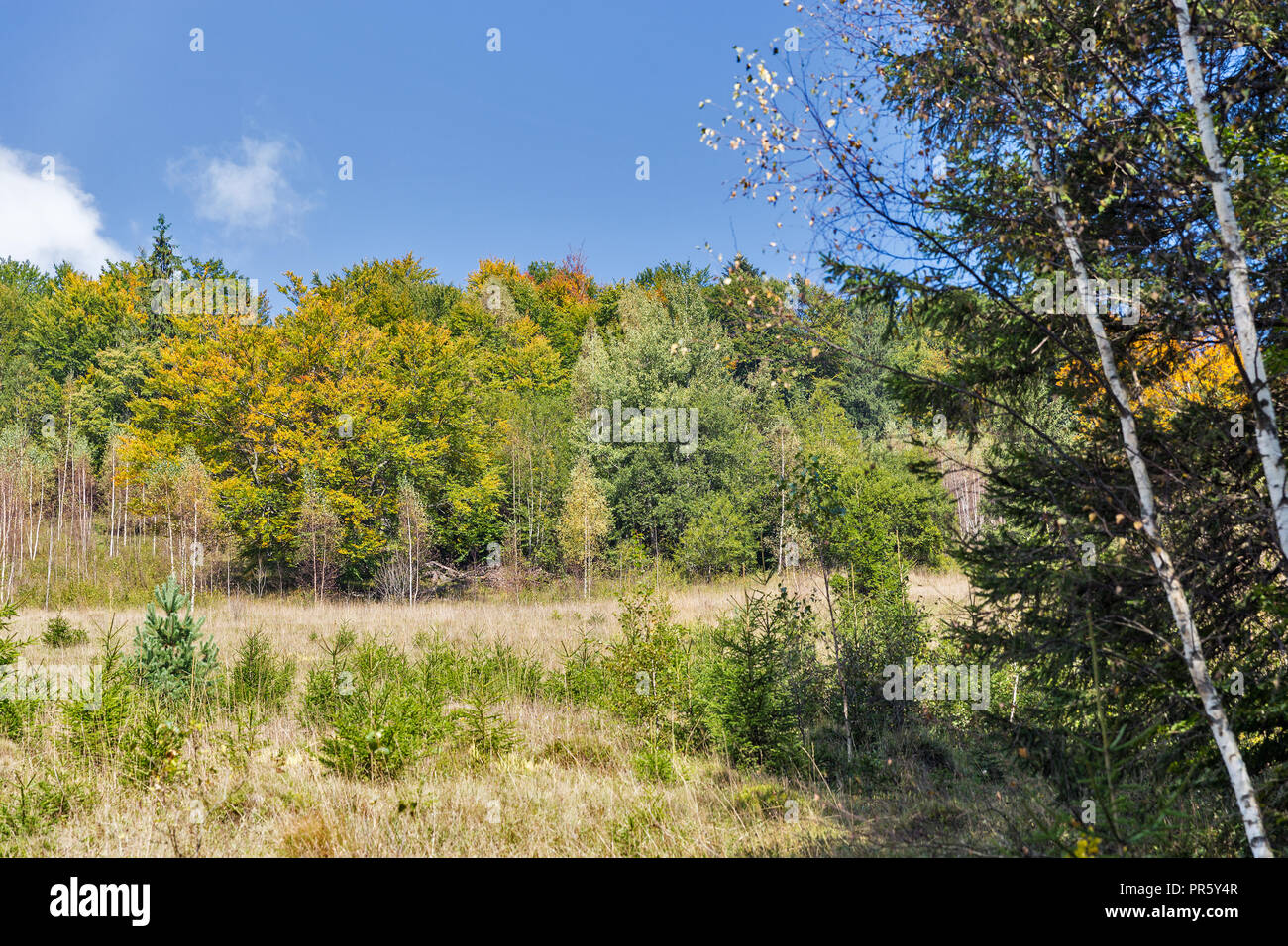 Beautiful green forest mountains hi-res stock photography and images ...