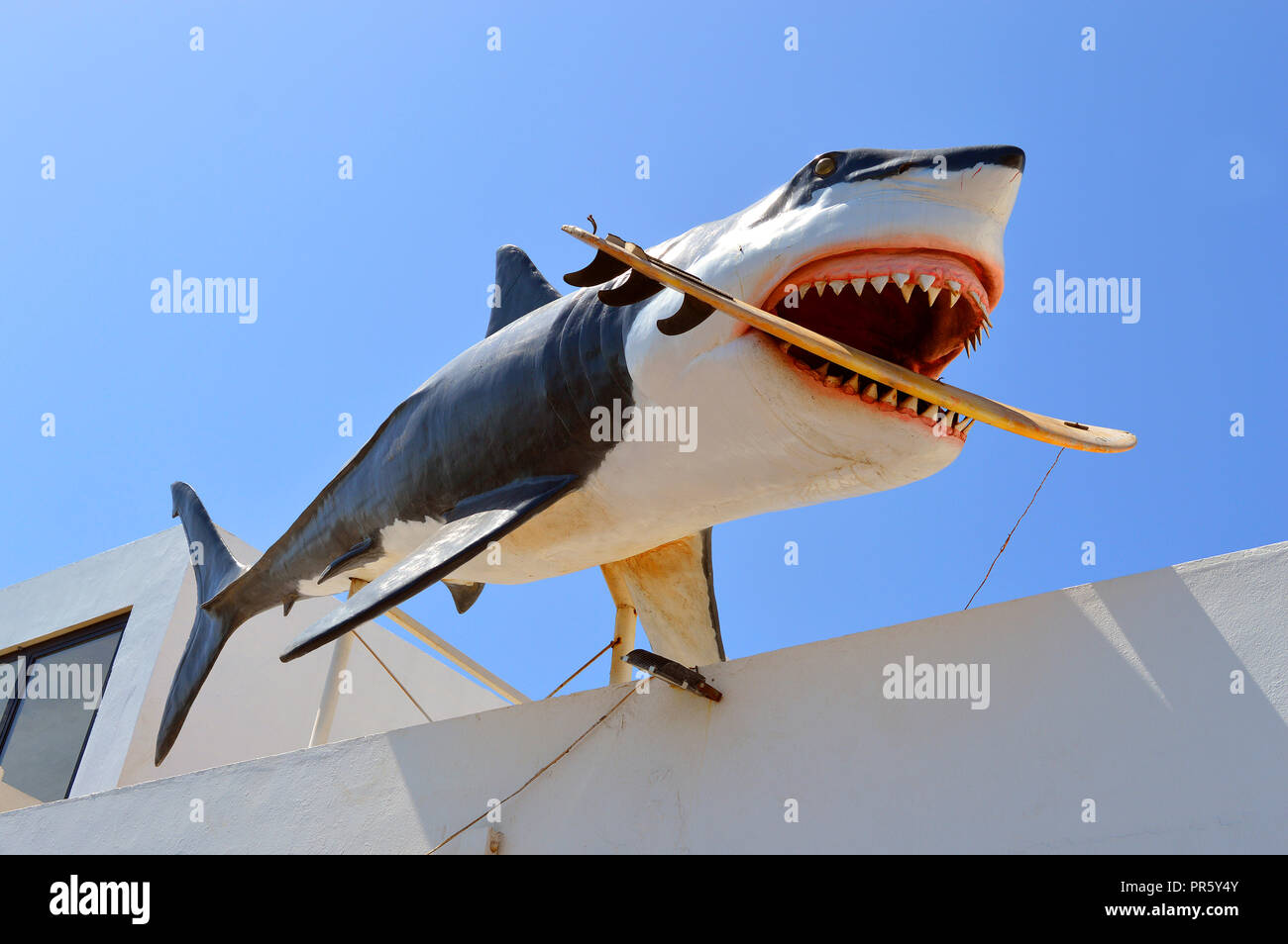 Great white shark teeth fierce hi-res stock photography and images - Alamy