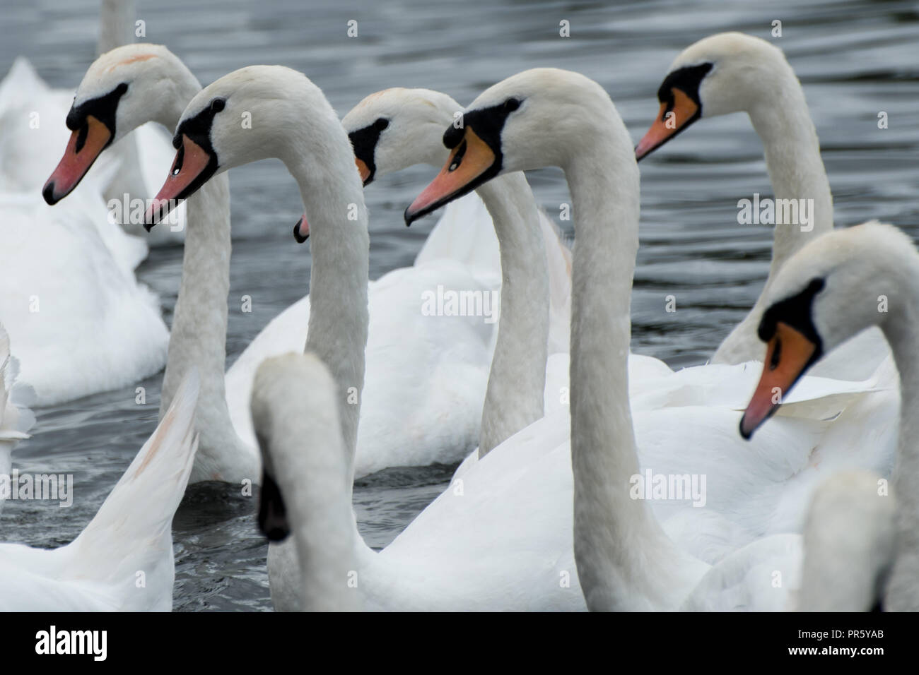 Bevy of swans hi-res stock photography and images - Alamy
