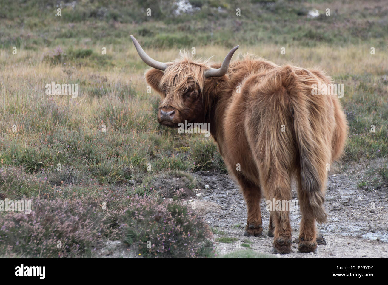 New forest highland cow hi-res stock photography and images - Alamy