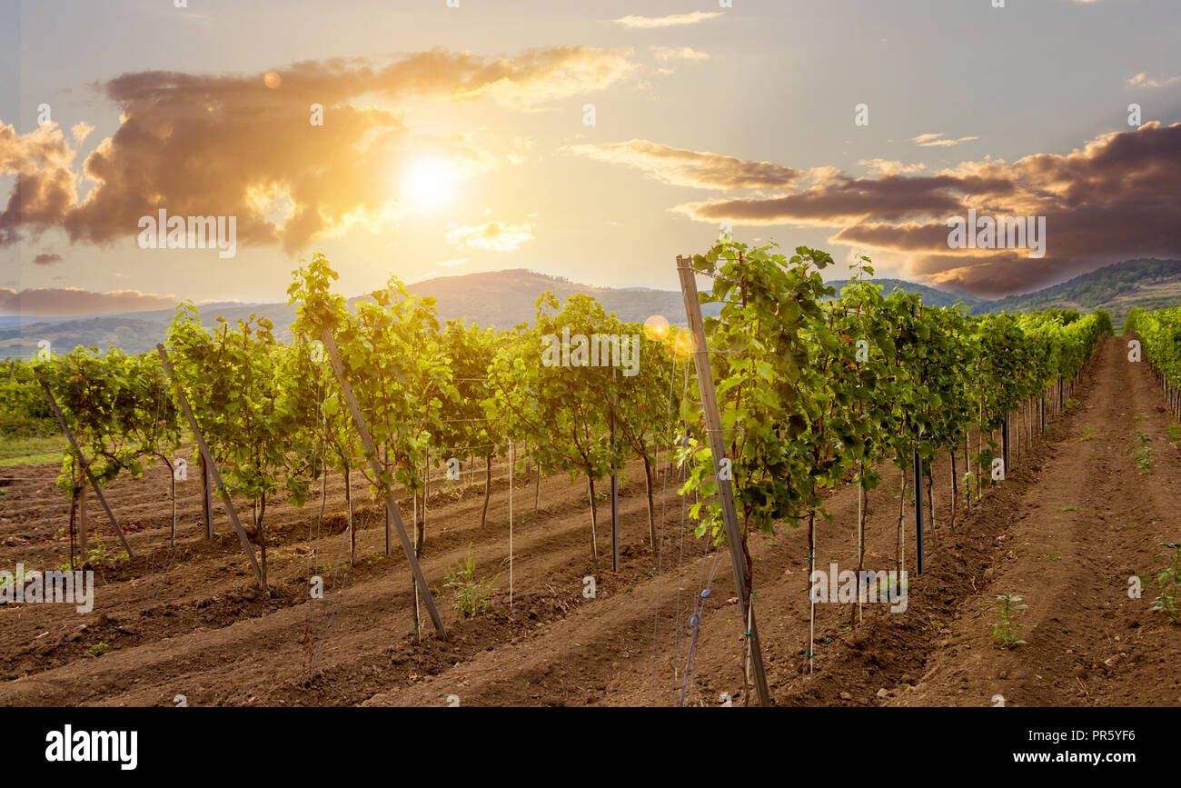 Vineyard beautiful grapes hi-res stock photography and images - Alamy