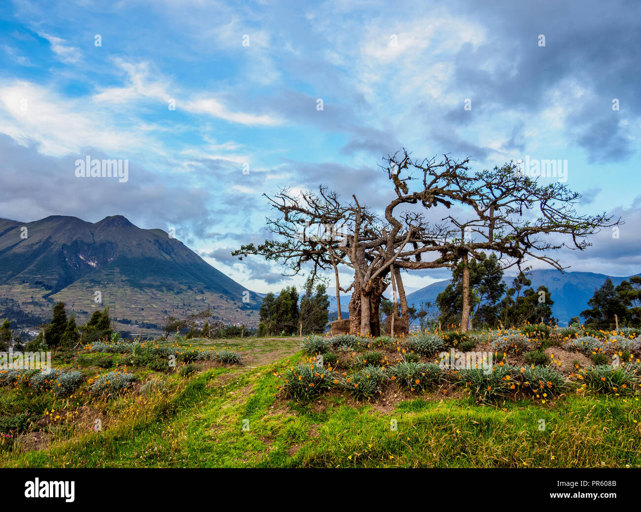 El Lechero Sacred Tree with Imbabura Volcano in the background, Pucara ...