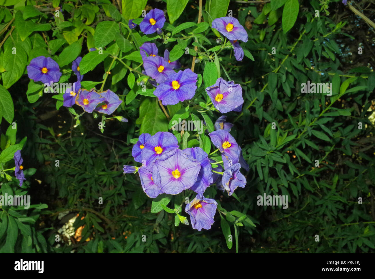 Solanum Rantonetii close-up Stock Photo - Alamy