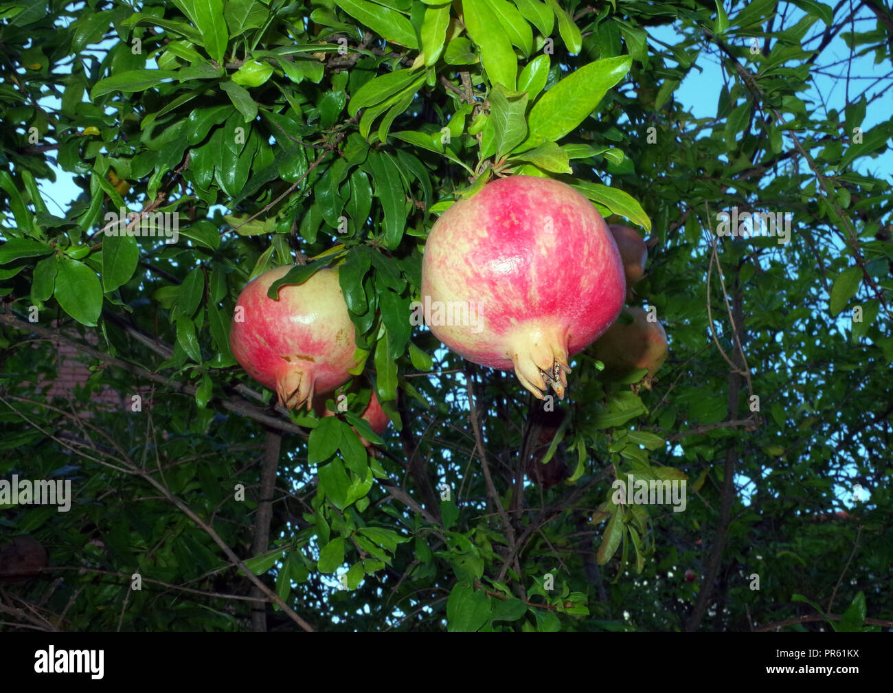 Pomegranate fruits close-up Stock Photo - Alamy