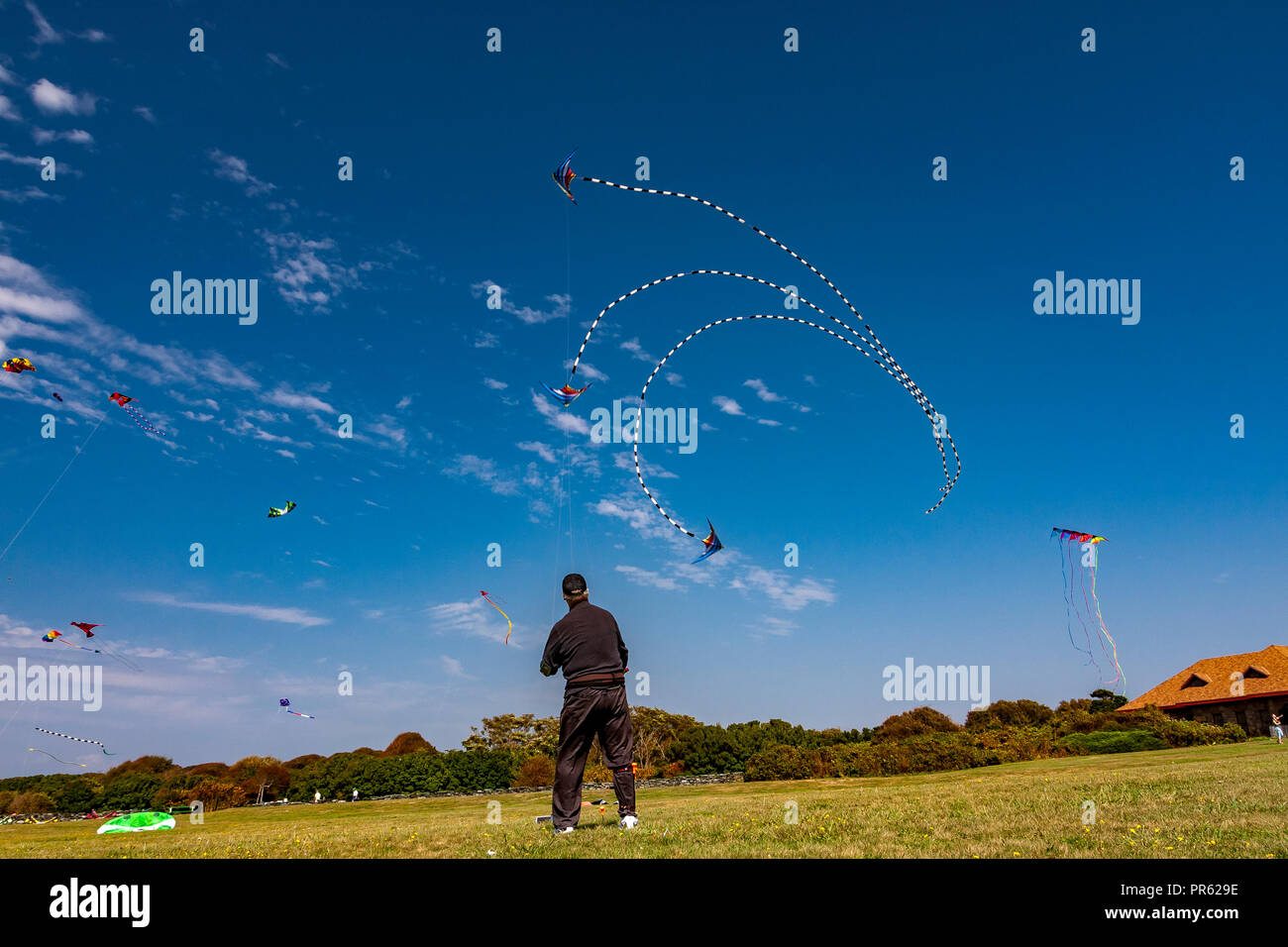 Animal kites hi-res stock photography and images - Alamy