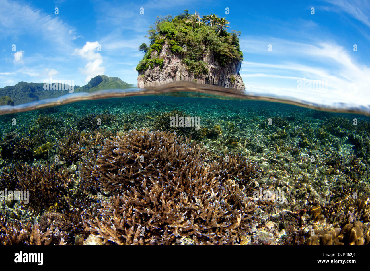 Shallow coral head at Fatu or Flower Pot Rock, Pago Pago, Tutuila ...