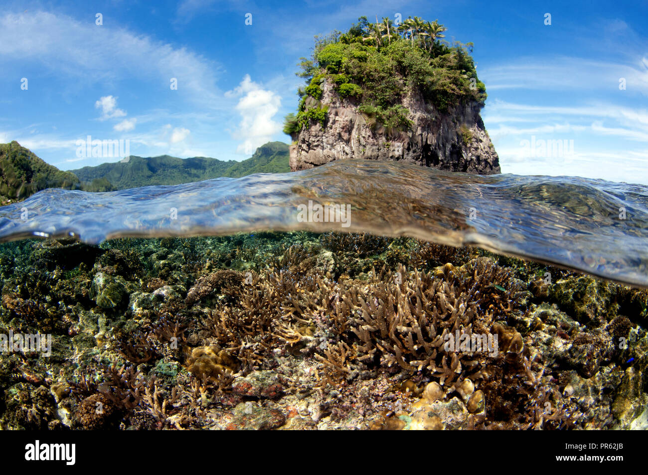 Shallow coral head at Fatu or Flower Pot Rock, Pago Pago, Tutuila ...