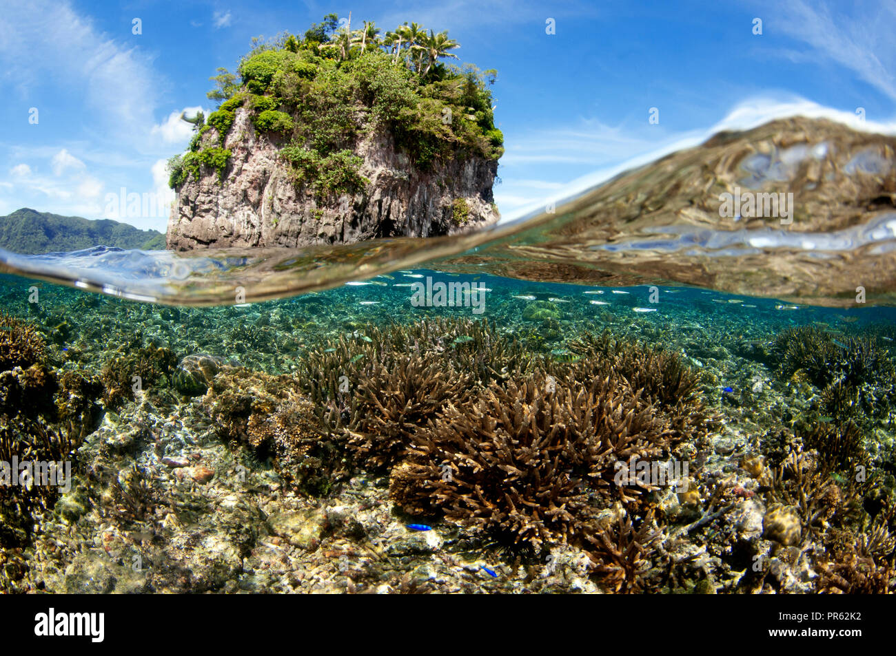 Shallow coral head at Fatu or Flower Pot Rock, Pago Pago, Tutuila ...