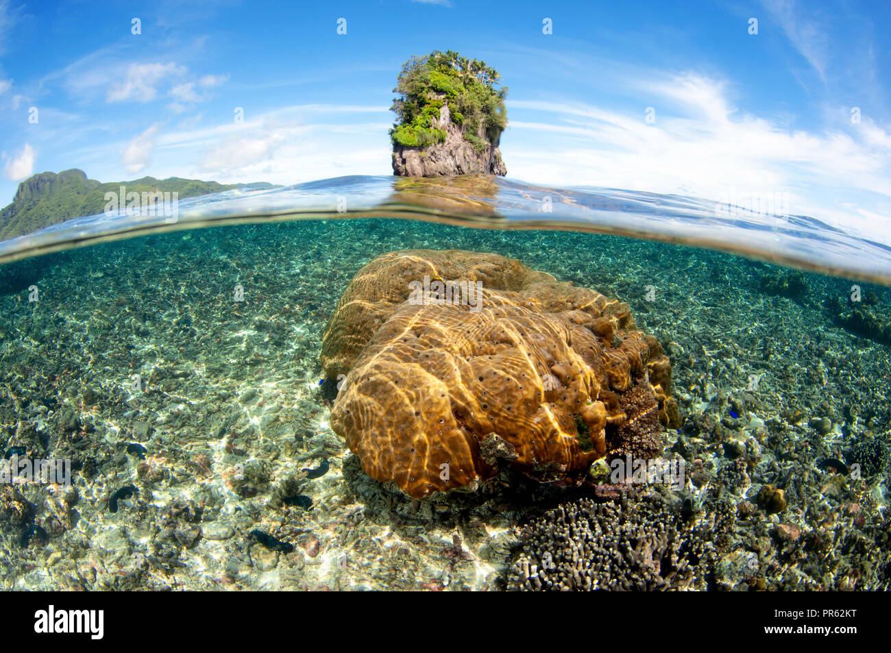 Shallow coral head at Fatu or Flower Pot Rock, Pago Pago, Tutuila ...
