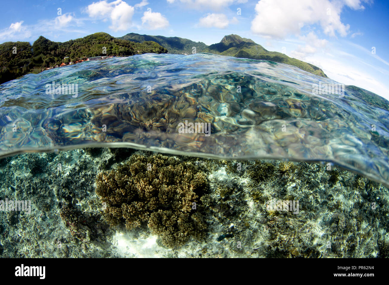 Shallow coral reef with several Acropora species, Fagaalu Bay, Pago ...