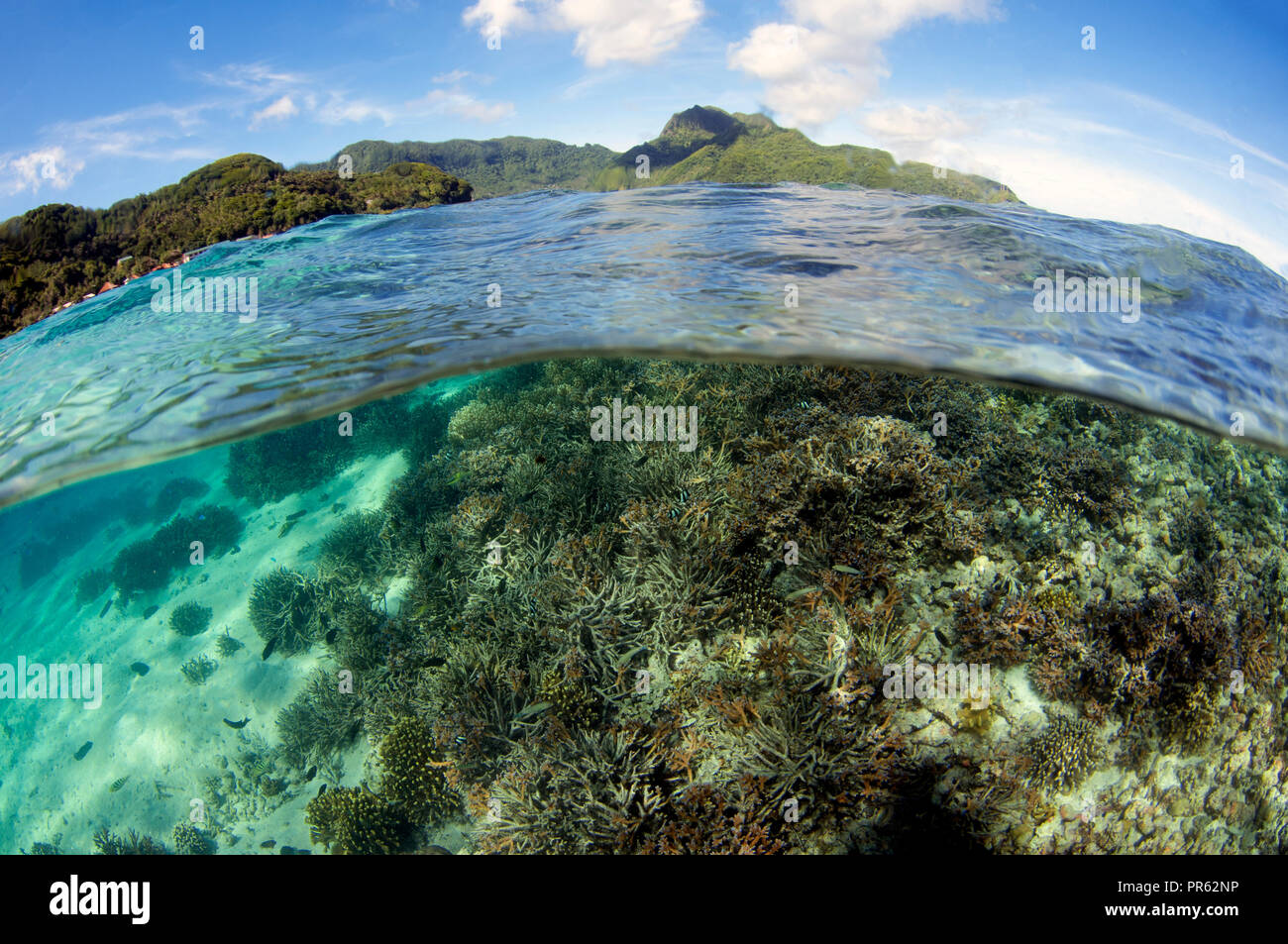 Shallow coral reef with several Acropora species, Fagaalu Bay, Pago ...
