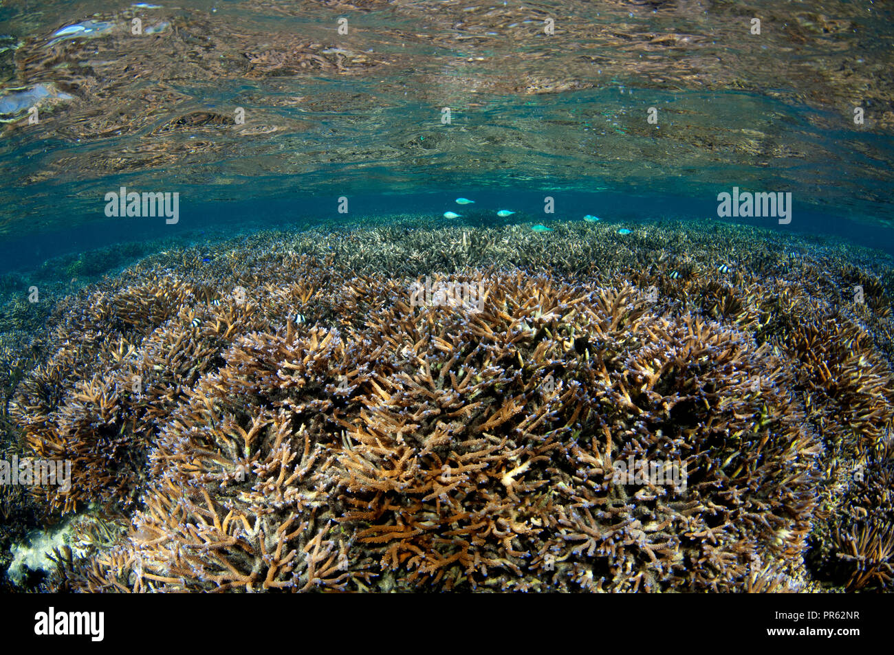 Shallow coral reef with several Acropora species, Fagaalu Bay, Pago ...