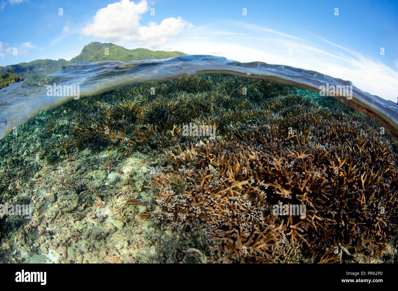 Shallow coral reef with several Acropora species, Fagaalu Bay, Pago ...