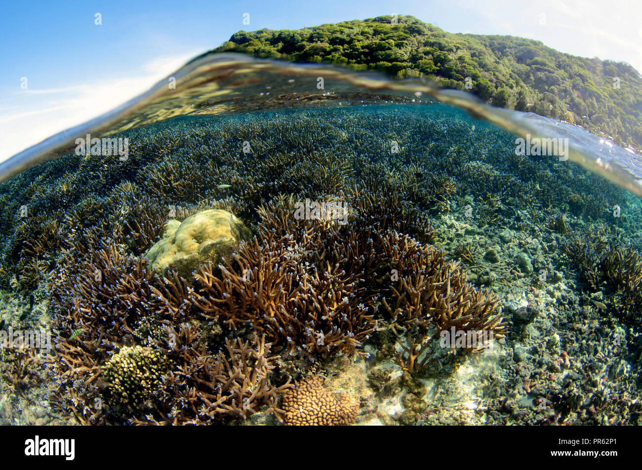 Shallow coral reef with several Acropora species, Fagaalu Bay, Pago ...