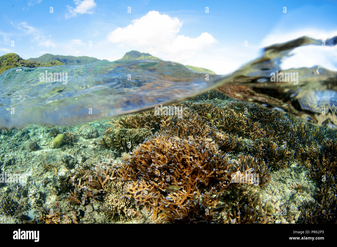 Shallow coral reef with several Acropora species, Fagaalu Bay, Pago ...