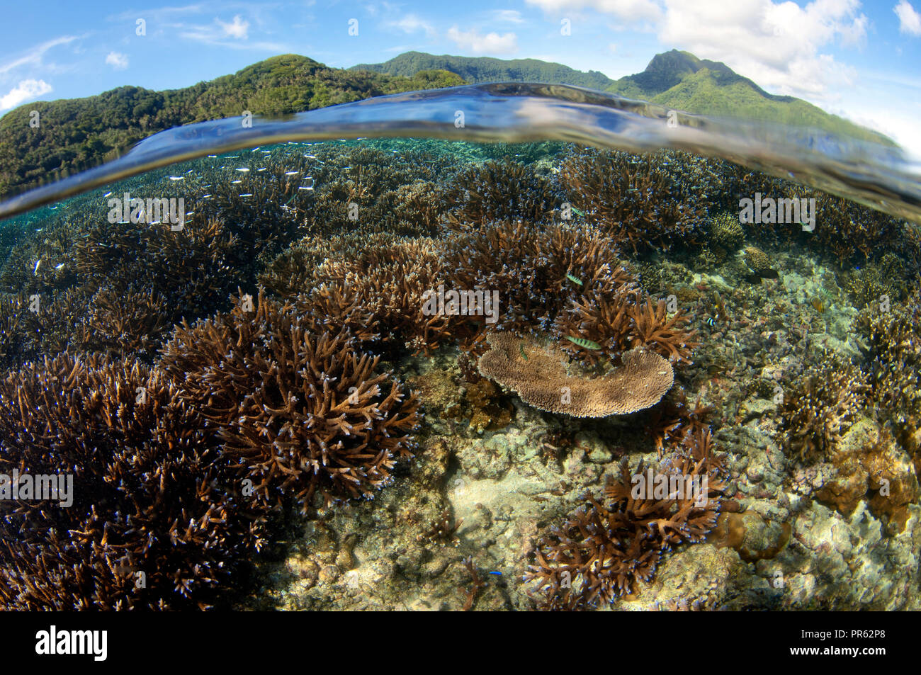 Shallow coral reef with several Acropora species, Fagaalu Bay, Pago ...