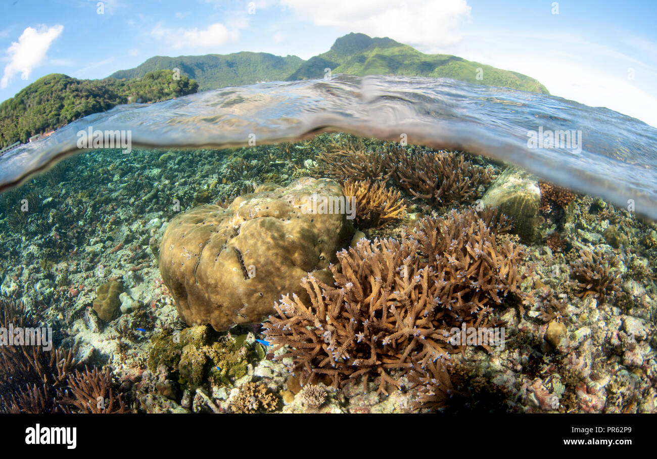 Shallow coral reef with several Acropora species, Fagaalu Bay, Pago ...