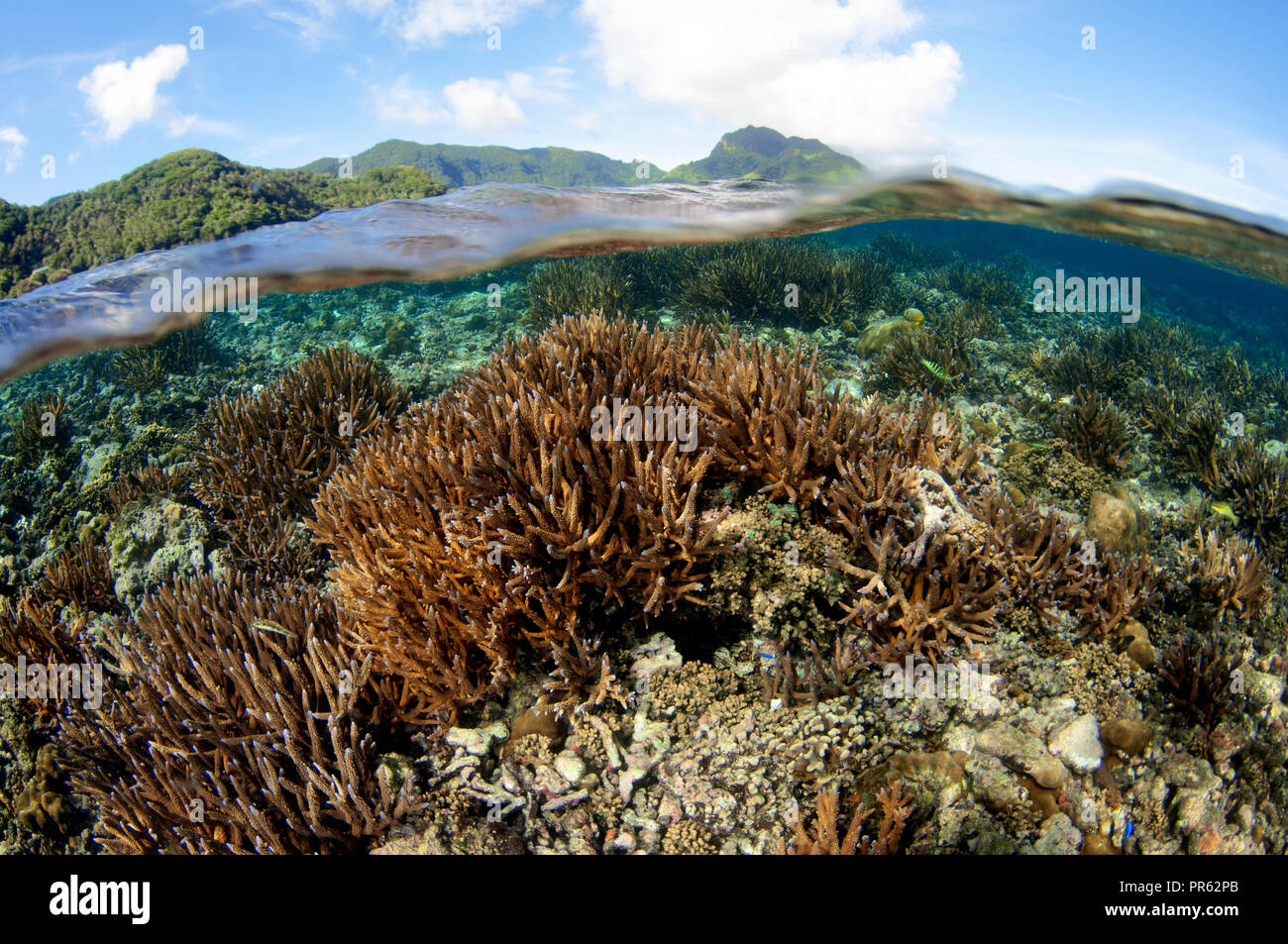 Shallow coral reef with several Acropora species, Fagaalu Bay, Pago ...