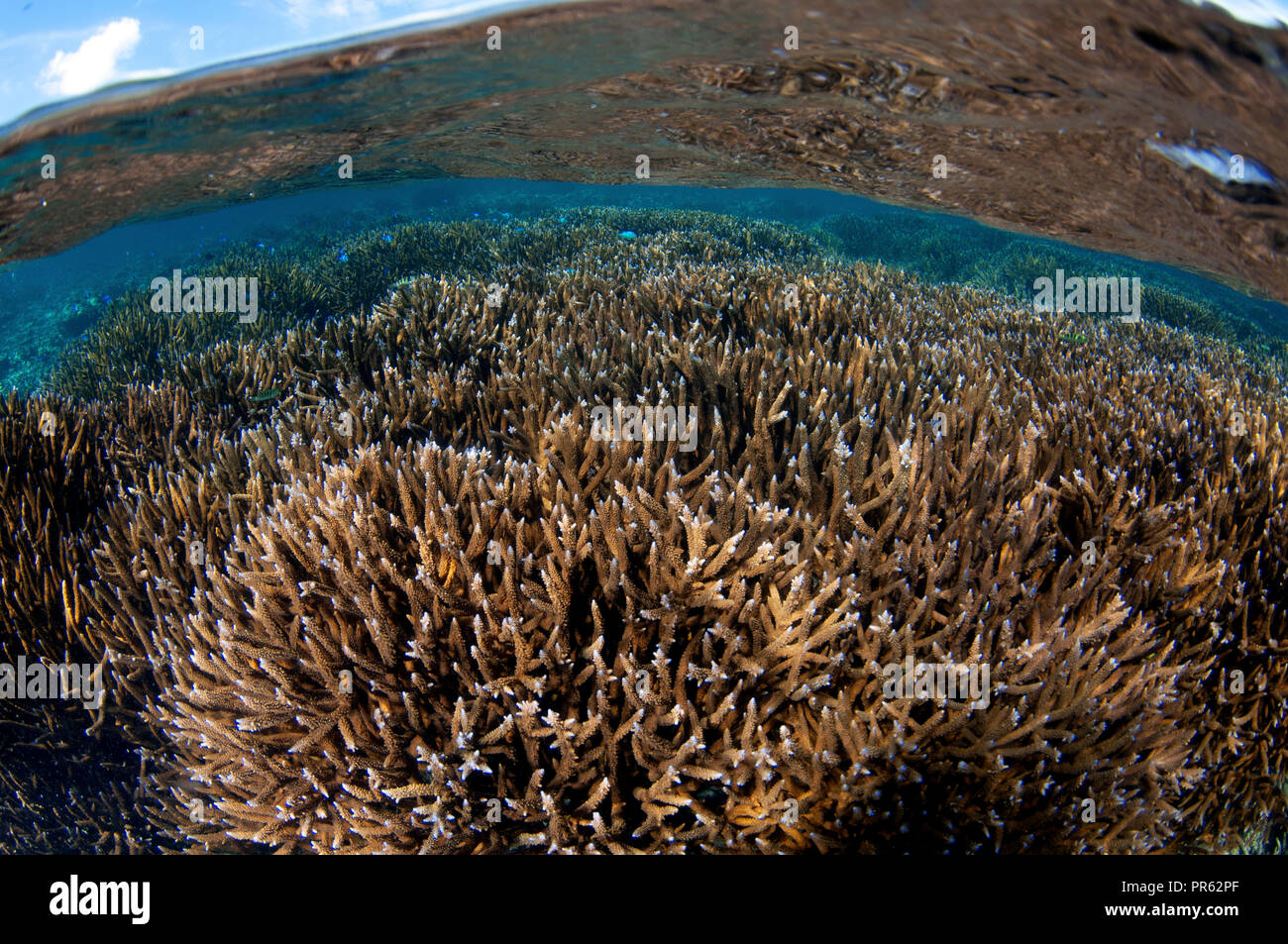Shallow coral reef with several Acropora species, Fagaalu Bay, Pago ...