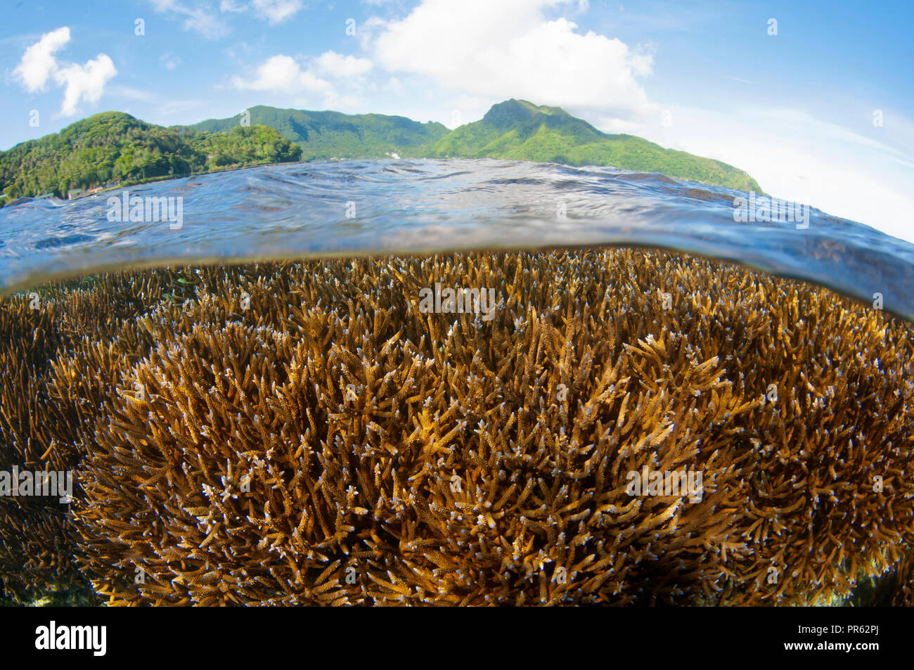 Shallow coral reef with several Acropora species, Fagaalu Bay, Pago ...